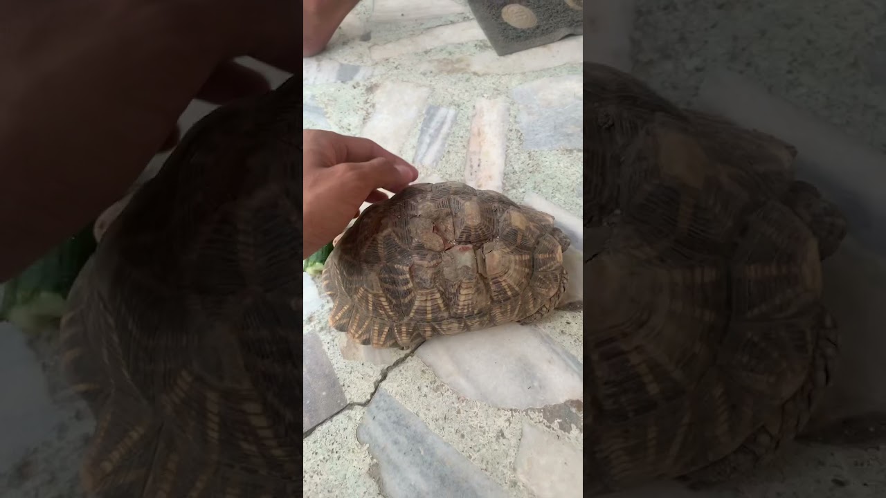 Turtle Shell injury medicine - YouTube