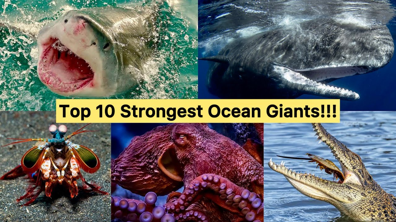 Ocean’s Strongest Animals: Top 10 Powerful Sea Creatures You Won’t ...