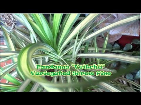 PPG-60|| Pandanus " Veitchii" | Variegated Screw Pine | Grow and care ...