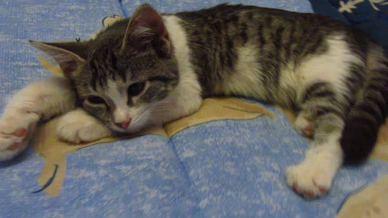 Kitten purrs he is completely healthy and having fun - YouTube
