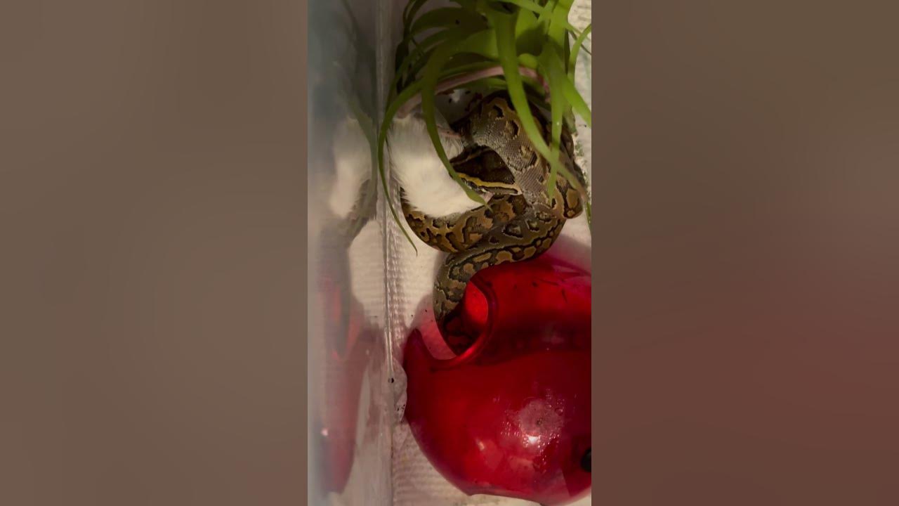 Kai the African Rock Python eating his dinner - YouTube