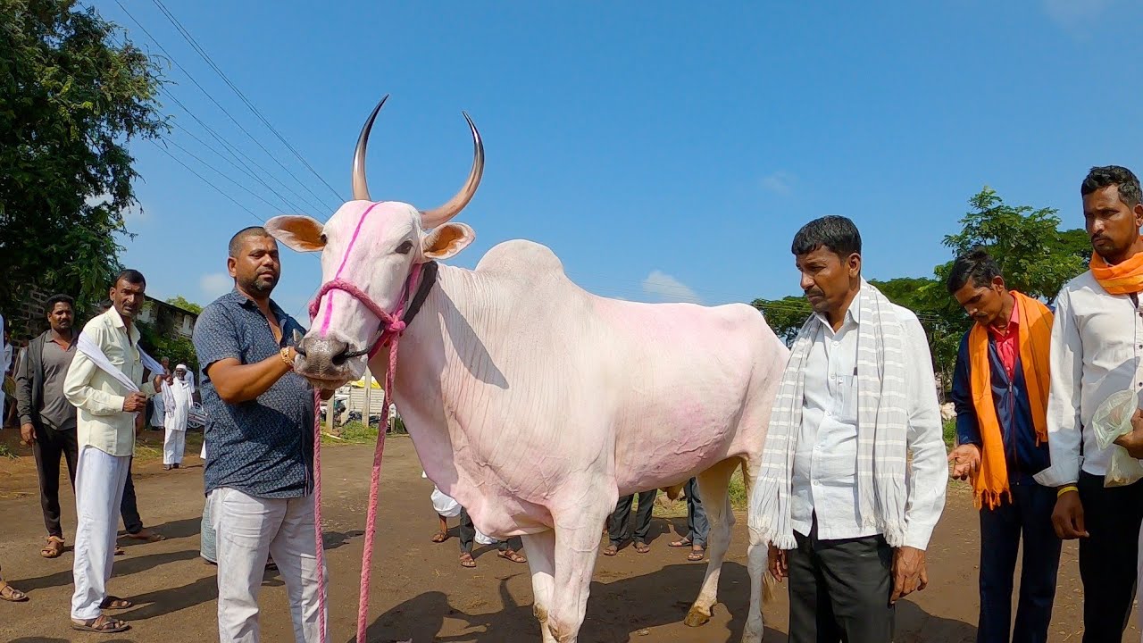 Fabulous khillari bull from Gokak - YouTube