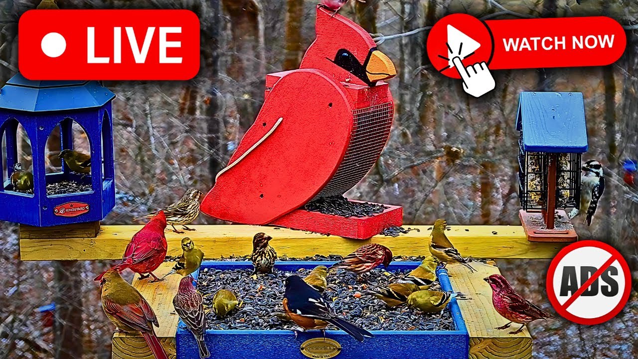 🔴LIVE 4K Bird Feeder Cam | 🚫No Ads Live Bird Cam | BUSY Bird Feeder ...