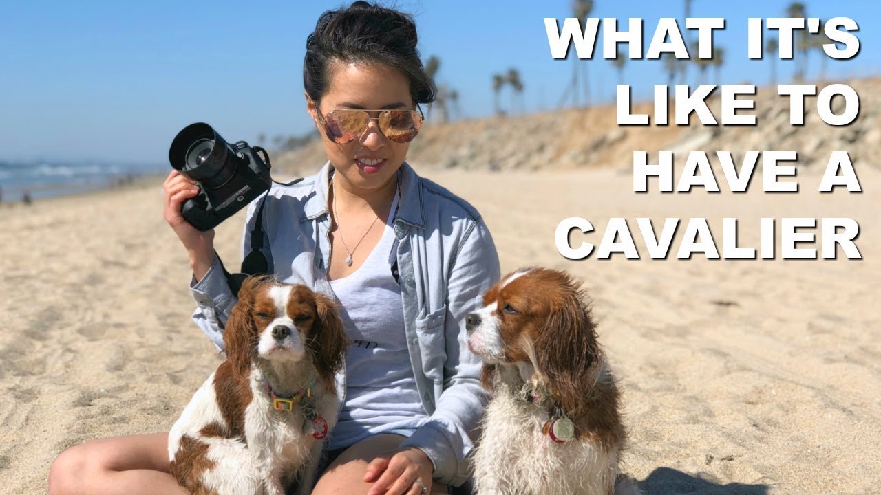 Funny Cavalier Memes PICTURES OF MY DOG🫶🏼🐾 | Gallery Posted