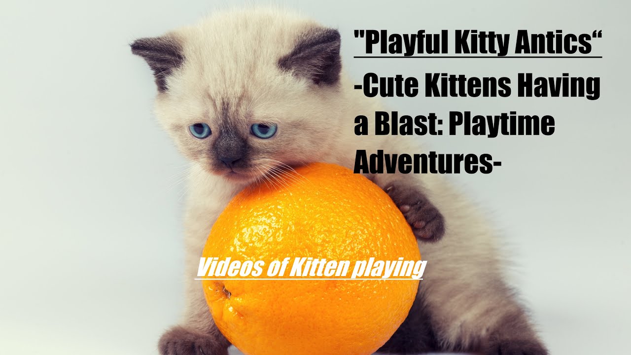 "Cute Kittens Having a Blast: Playtime Adventures", "Playful Kitty ...