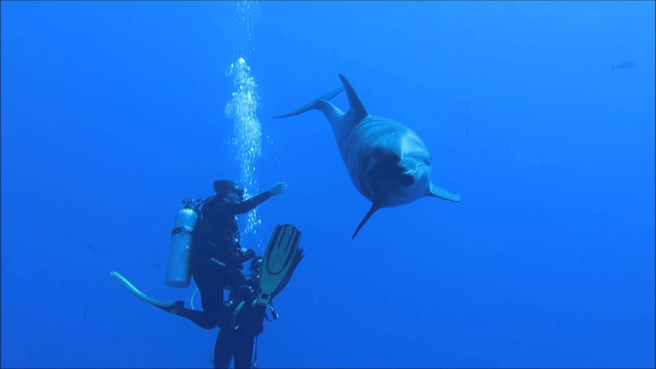 랑기로아 스쿠버다이빙 Passe De Tiputa in Rangiroa, Scuba Diving - YouTube