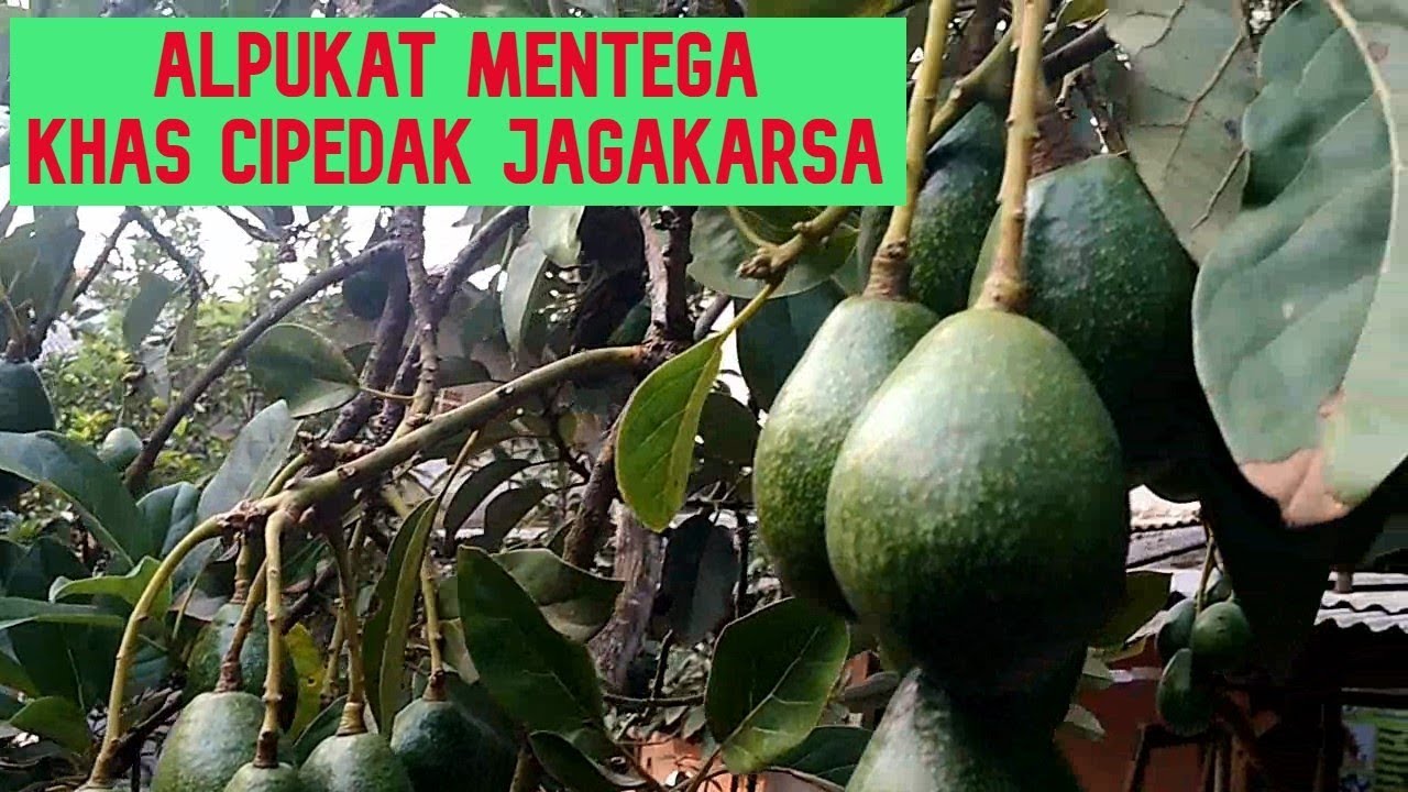 WISATA KEBUN ALPUKAT MENTEGA DI CIPEDAK SRENGSENG SAWAH JAGAKARSA - YouTube