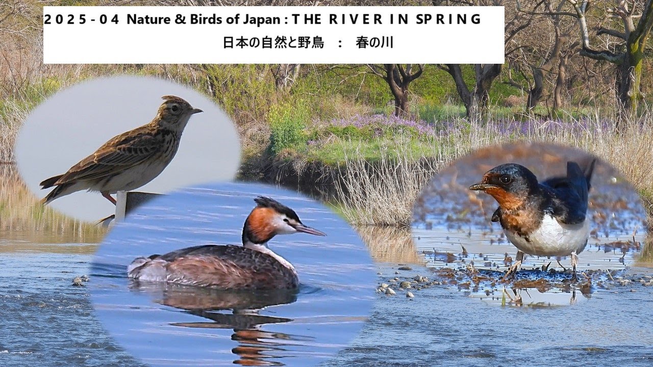 2025 - 04 Nature & Birds of Japan : The river in spring - YouTube