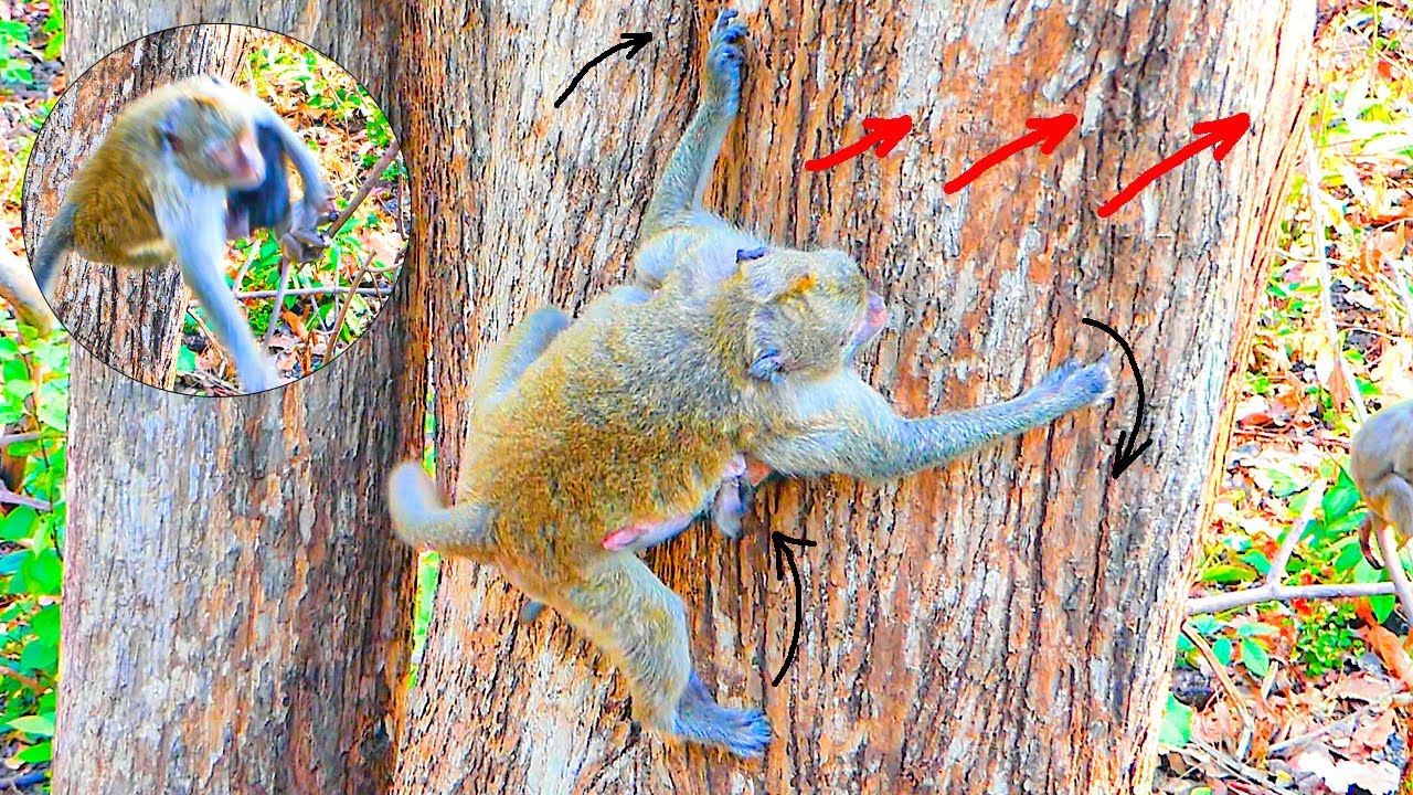 The new mother monkey Manda can not move forward fast as like before ...