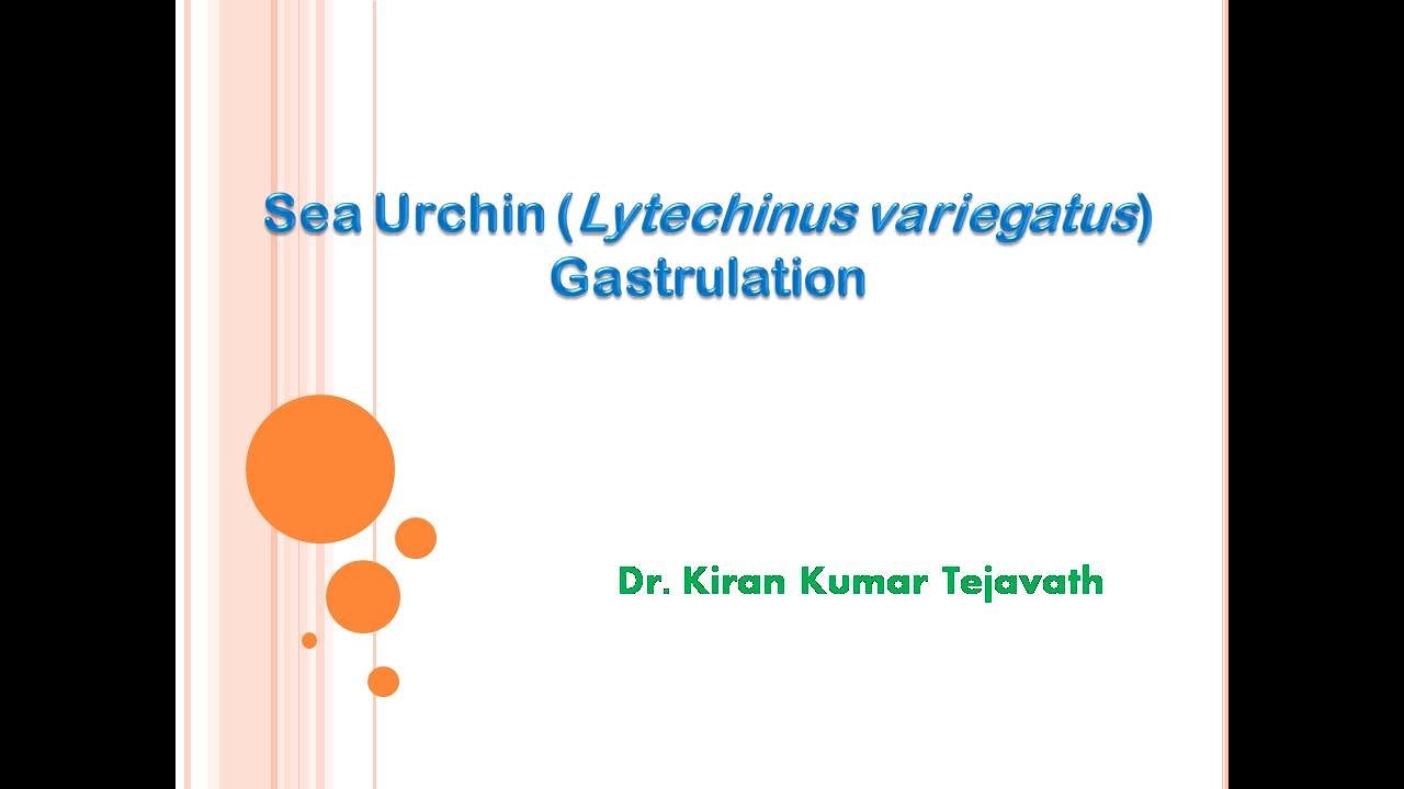 Sea Urchin (Gastrulation) - YouTube