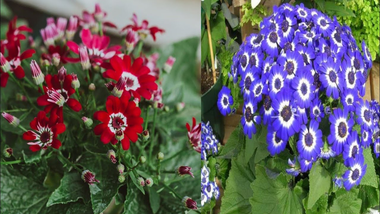 How to Propagate and Care Pericallis Hybrid Plant "Cineraria Plant Step ...