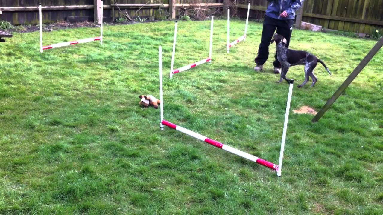 4 Month GSP pup learning Agility jumps - YouTube