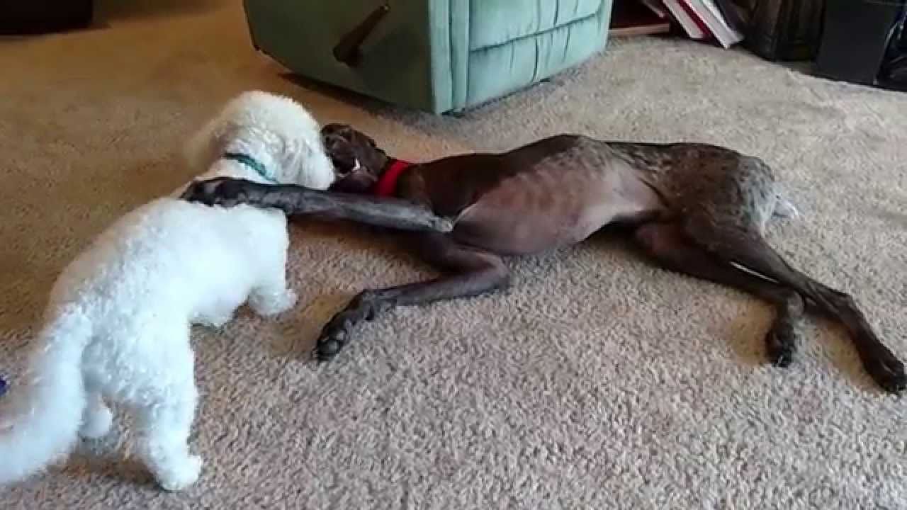 Two dogs, one bone. See what happens when both our dogs want the deer ...