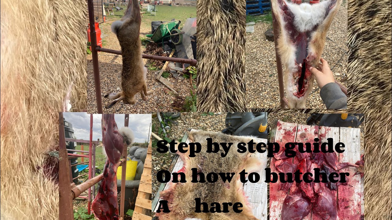 Step by step guide on how to butcher a hare - YouTube