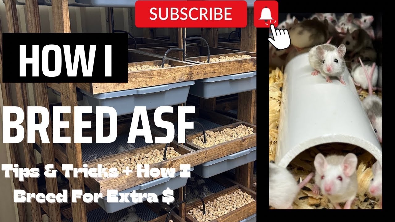 Tips and tricks on how to breed your own rodents‼️ - YouTube