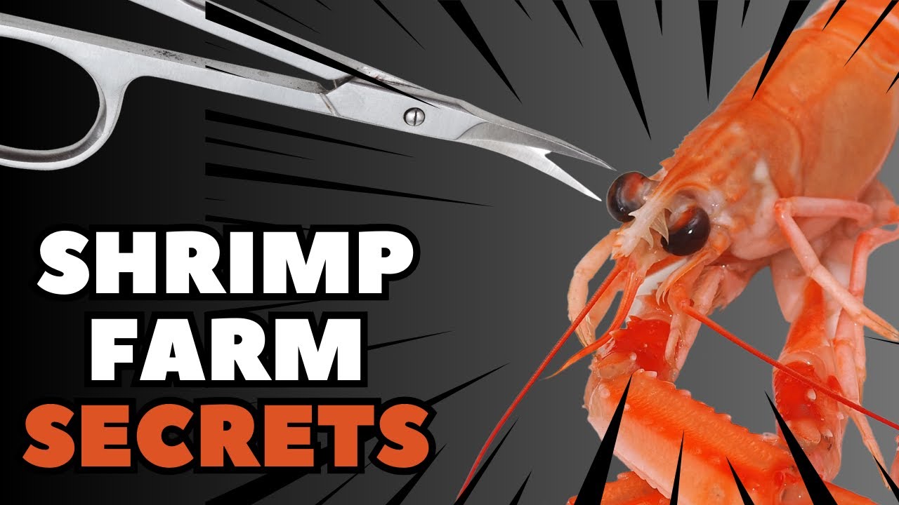 Cutting Shrimp Eyes For More Babies ?!?! - YouTube