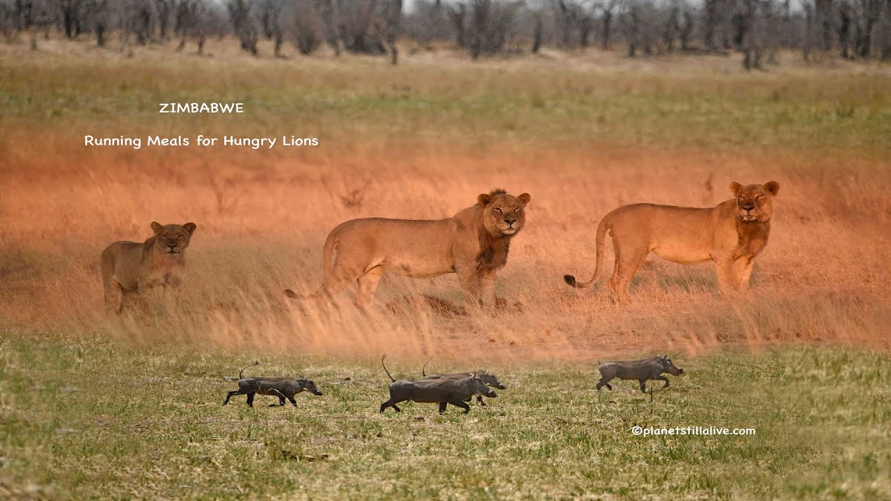 Running Meals for Hungry Lions - YouTube