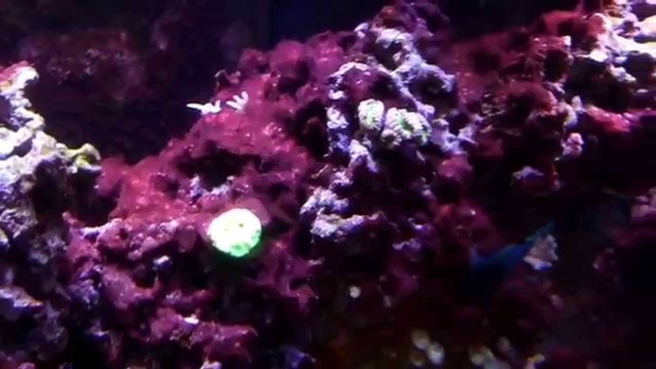 CYANO outbreak - YouTube
