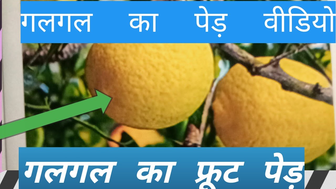 Galgal Fruit: The Secret Superfood You Didn't Know You Needed - YouTube