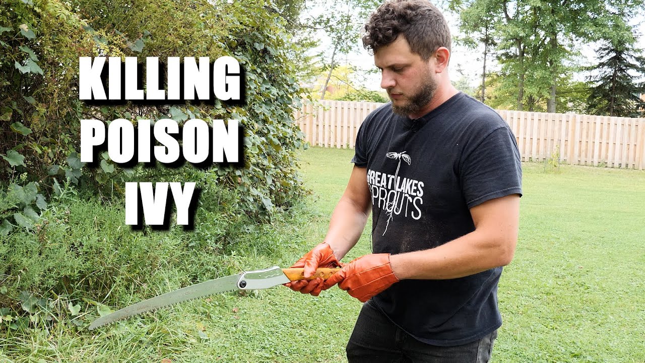 How To Get Rid Of The Poison Ivy Plant Safely And Efficiently - YouTube
