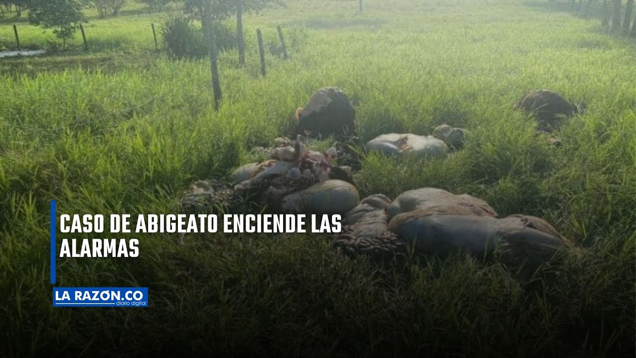 El caso de abigeato que enciende las alertas en Córdoba - YouTube
