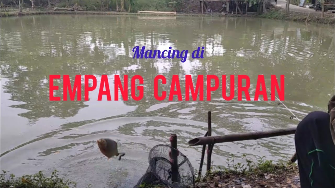 Mancing di empang ikannya campuran || Empang Lilo (kandang sapi) BKT ...