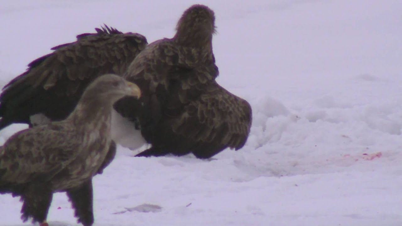 Selkämeri merikotkat / Sea Eagles, The Bothnian Sea - YouTube