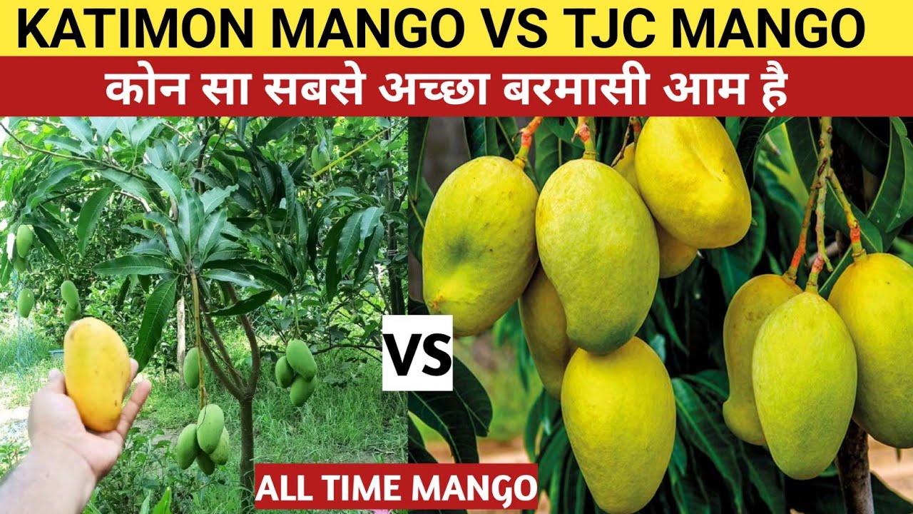 Katimon All Time Mango Vs Tjc All Time Mango | Baramasi Mango | सदाबहार ...