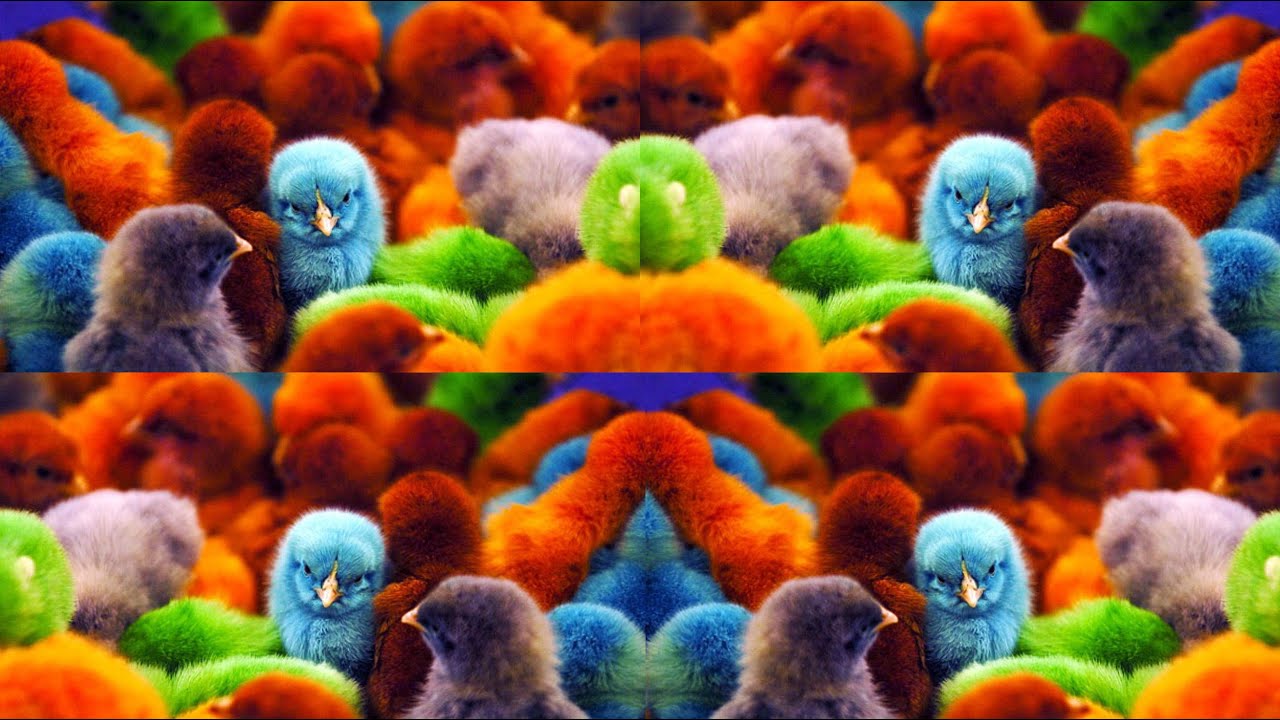 catch funny chickens, colorful chickens, rainbow chickens, ducks, geese ...