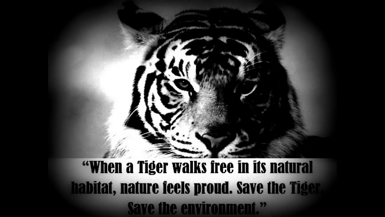 tiger roar tiger roar in jungle panther roar - YouTube