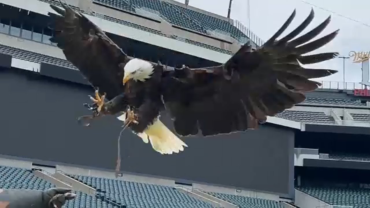 Meet the Philadelphia Eagles' famous bald eagle - YouTube