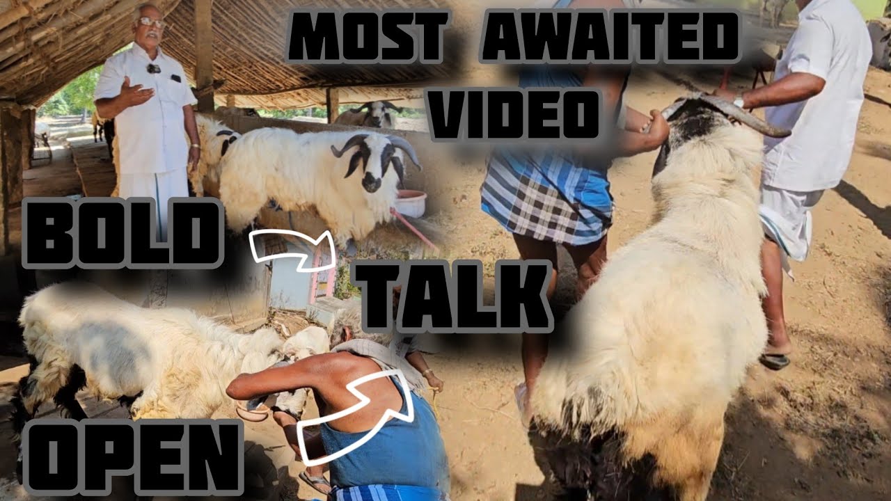 YUVRAJ NAIDU SHEEP FARM (NELLORE JUDIPI BIGGEST SHEEPS FARM) - YouTube