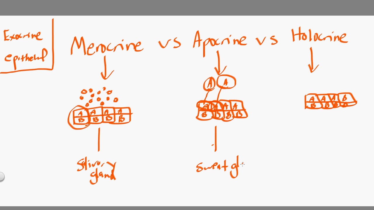 merocrine vs apocrine vs holocrine - YouTube