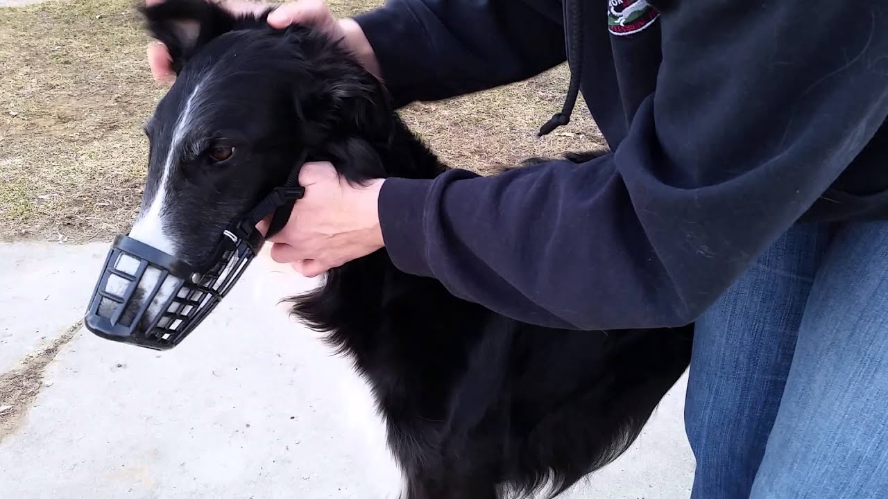 Coursing & Racing pt 3 (Fitting a muzzle) - YouTube