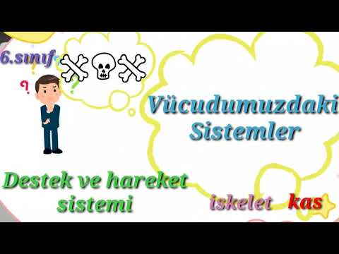 6.Sınıf Fen Bilimleri 2.ünite Vücudumuzdaki sistemler Destek ve hareket sistemi,İskelet,Kas