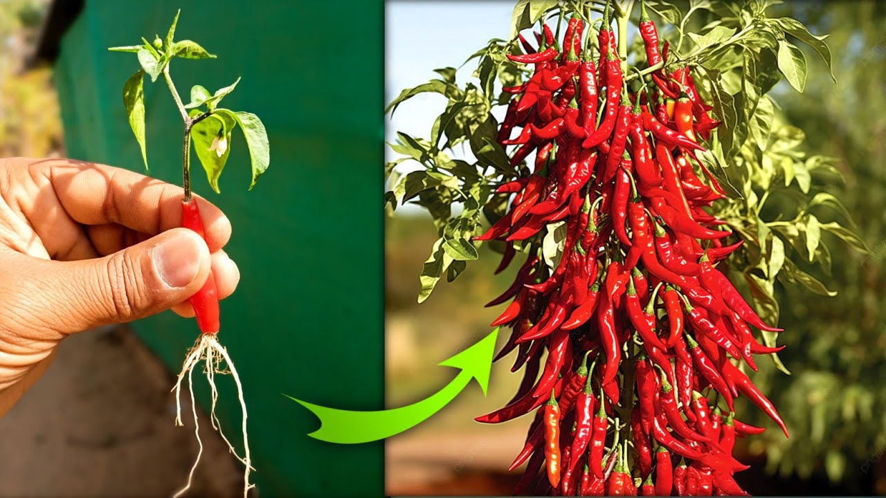 Unique technique grow chili plant from chili with full success - YouTube