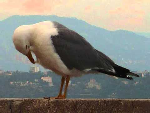 sebastian a biel - YouTube
