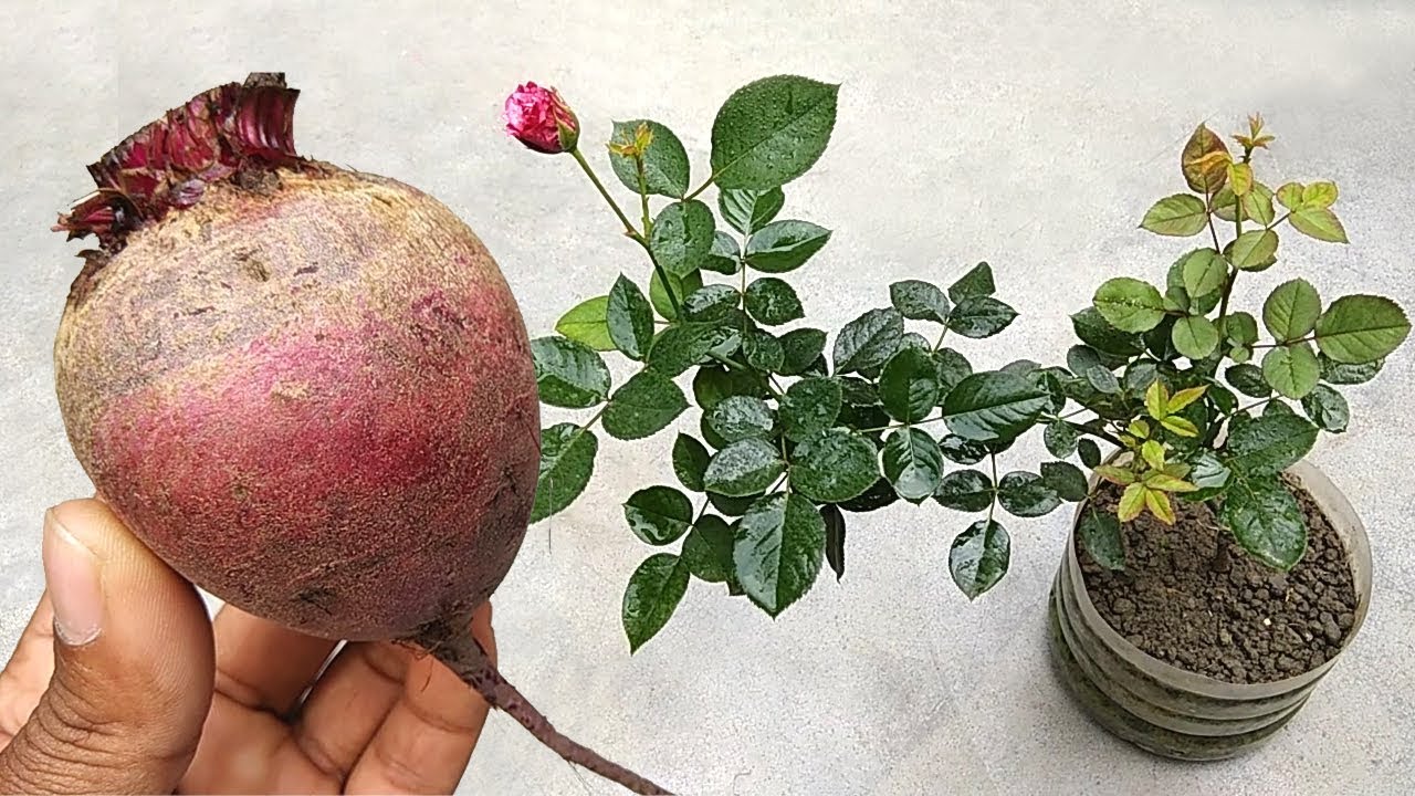 Beetroot Plant Flower