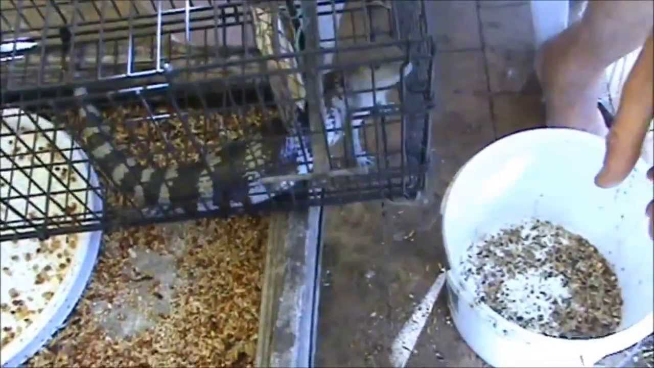 MY CATCHING RATS ALIVE STRATEGY: Blue-tongue Lizard. - YouTube