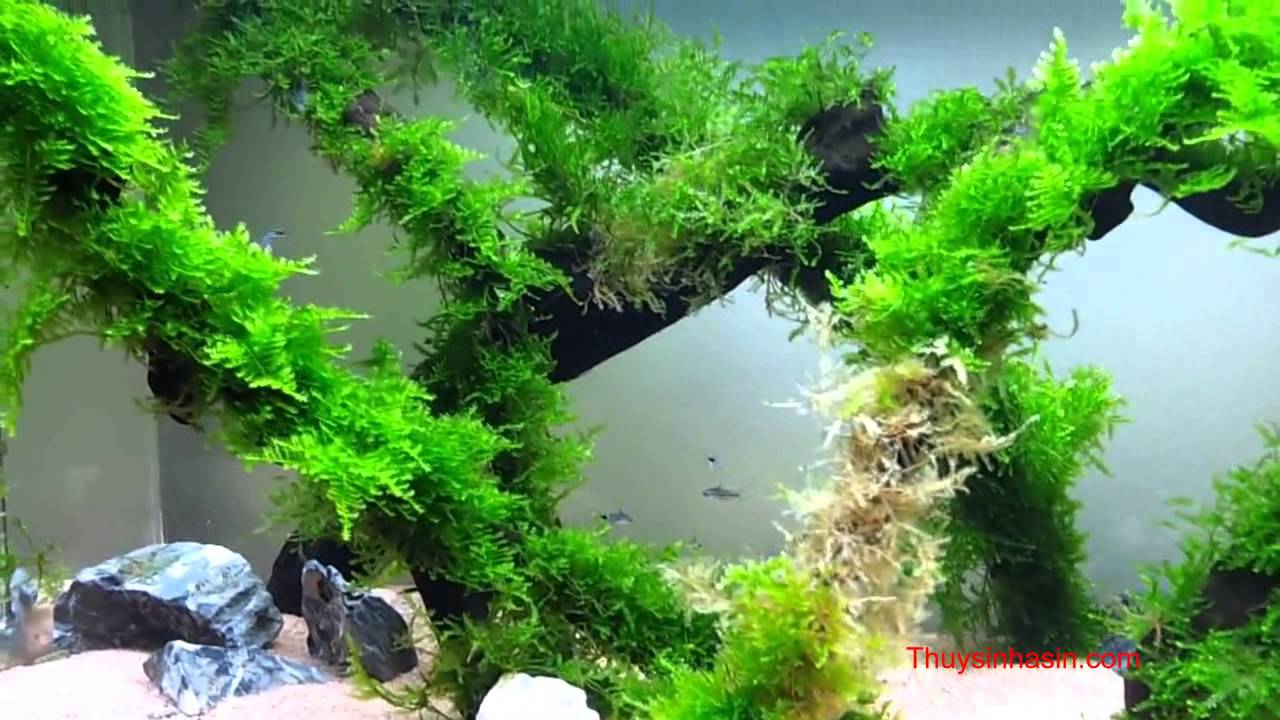 Rêu Weeping - Weeping Moss - YouTube