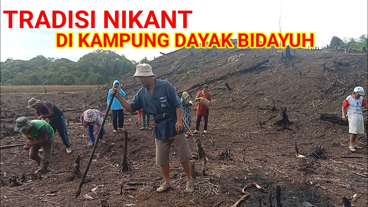 TRADISI NIKANT DI KAMPUNG DAYAK BIDAYUH SEBUJIT - YouTube