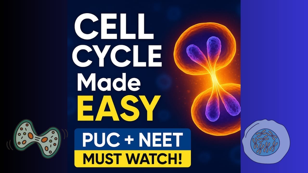 “Cell Cycle and Cell Division. Easy Explanation in Simple Words”. Cell ...