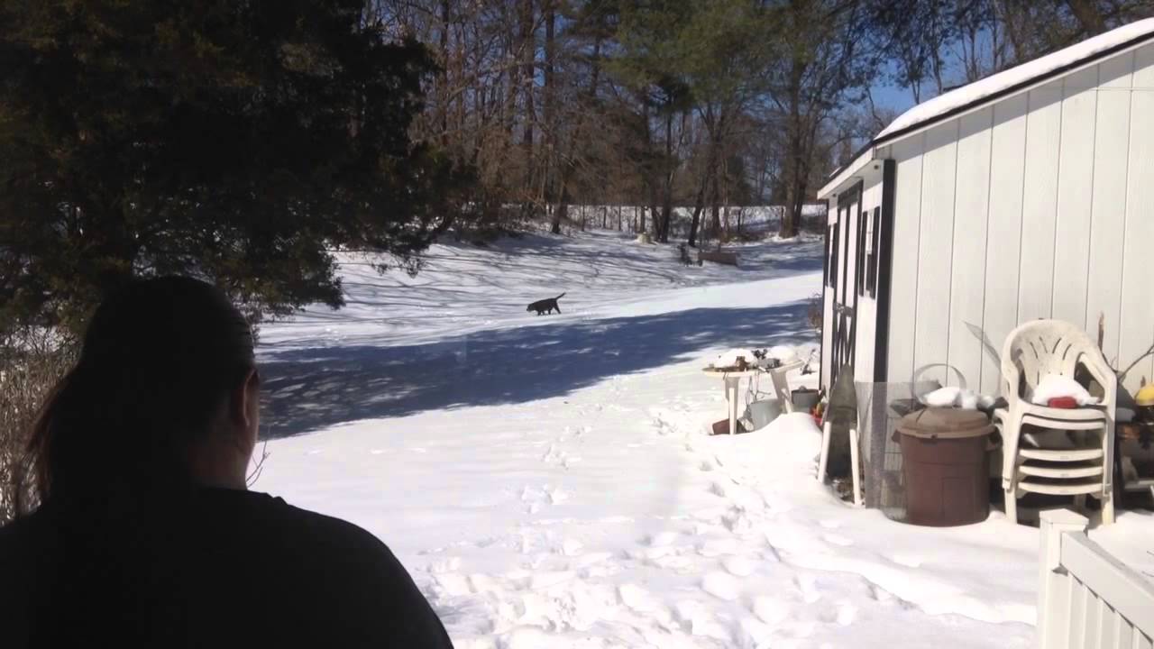 Laura and clover - YouTube