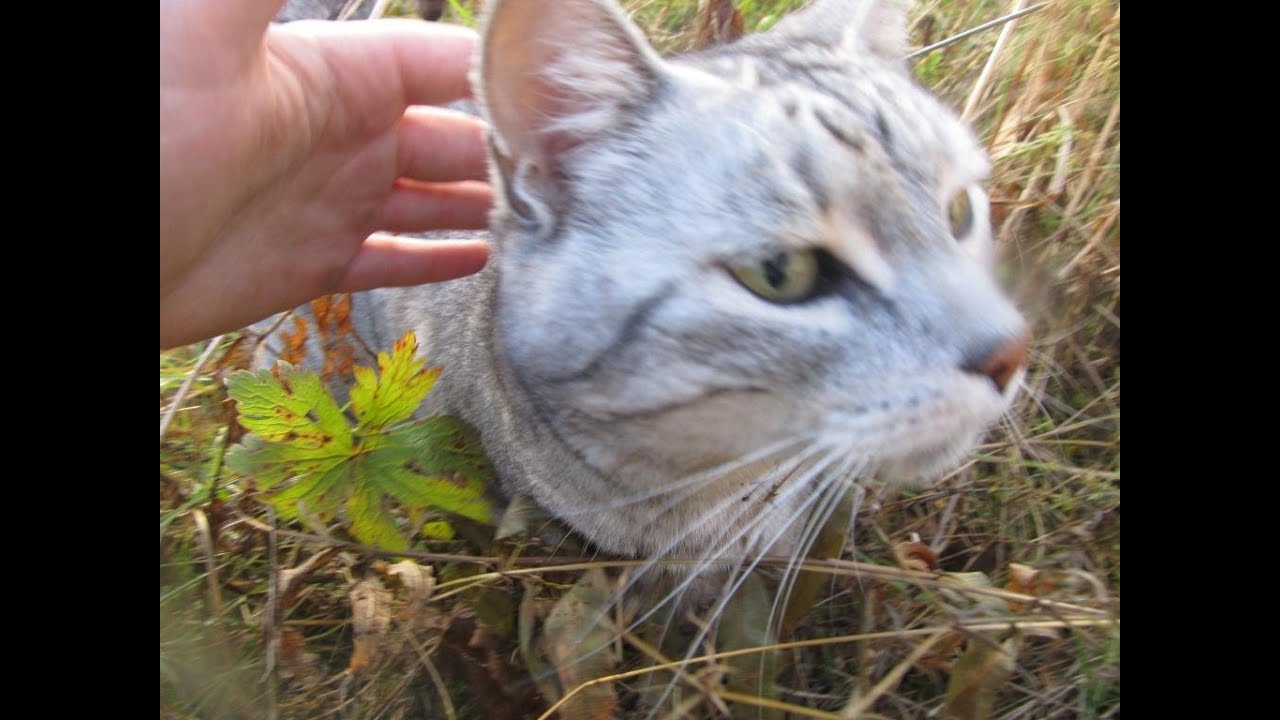 Chopin Scherzo nr 1 b minor op 20, Anne Kauppi live at Keuruu 28.7.1999 ...