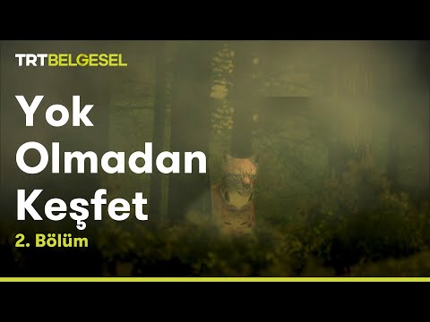 Yok Olmadan Keşfet | Vaşak | TRT Belgesel