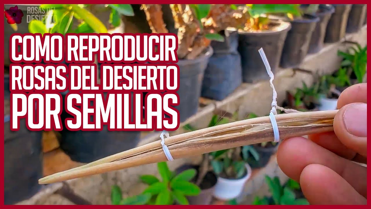 COMO Reproducir ROSAS del Desierto por semilla. - YouTube