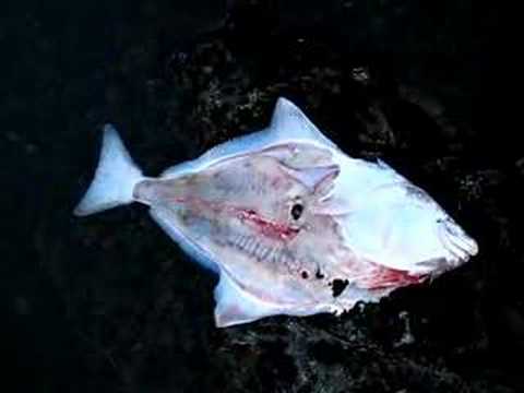 Dead Fish Swimming - YouTube