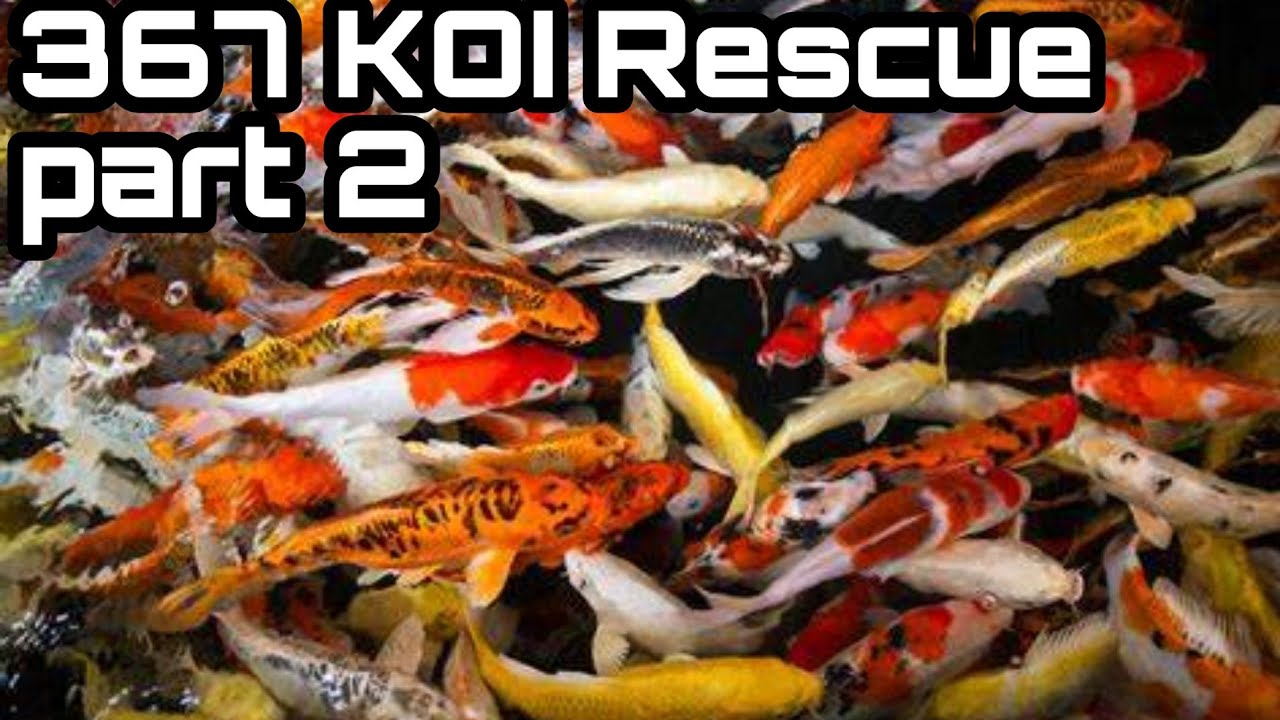 BIGGEST KOI RESCUE to date - part 2 - rescue koi fish. - YouTube