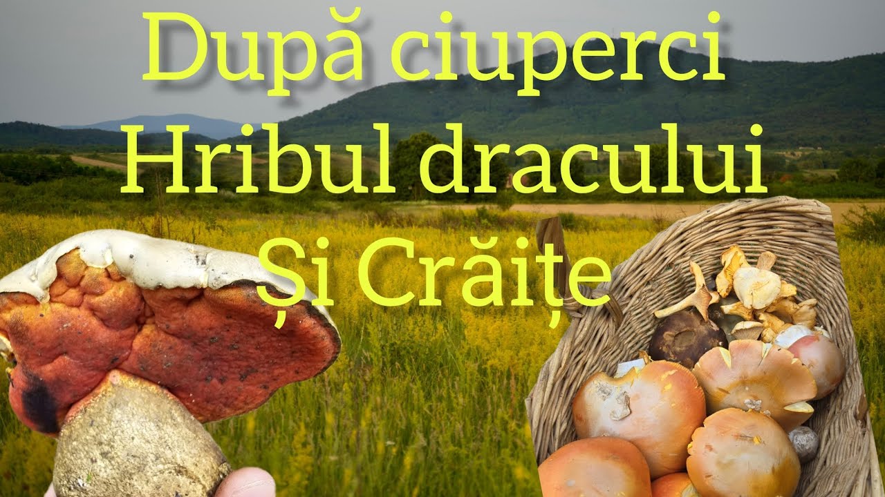 Am gasit Crăițe(Amanita Caesarea) și Hribul dracului (Boletus Satanas ...