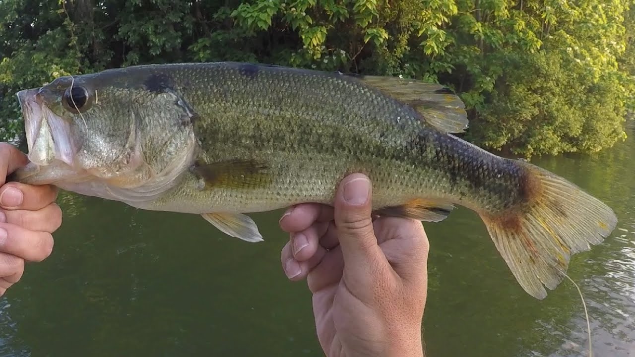 Catching a few Ohio Bass at Lima Lake & Indian Lake - {1080p} - YouTube